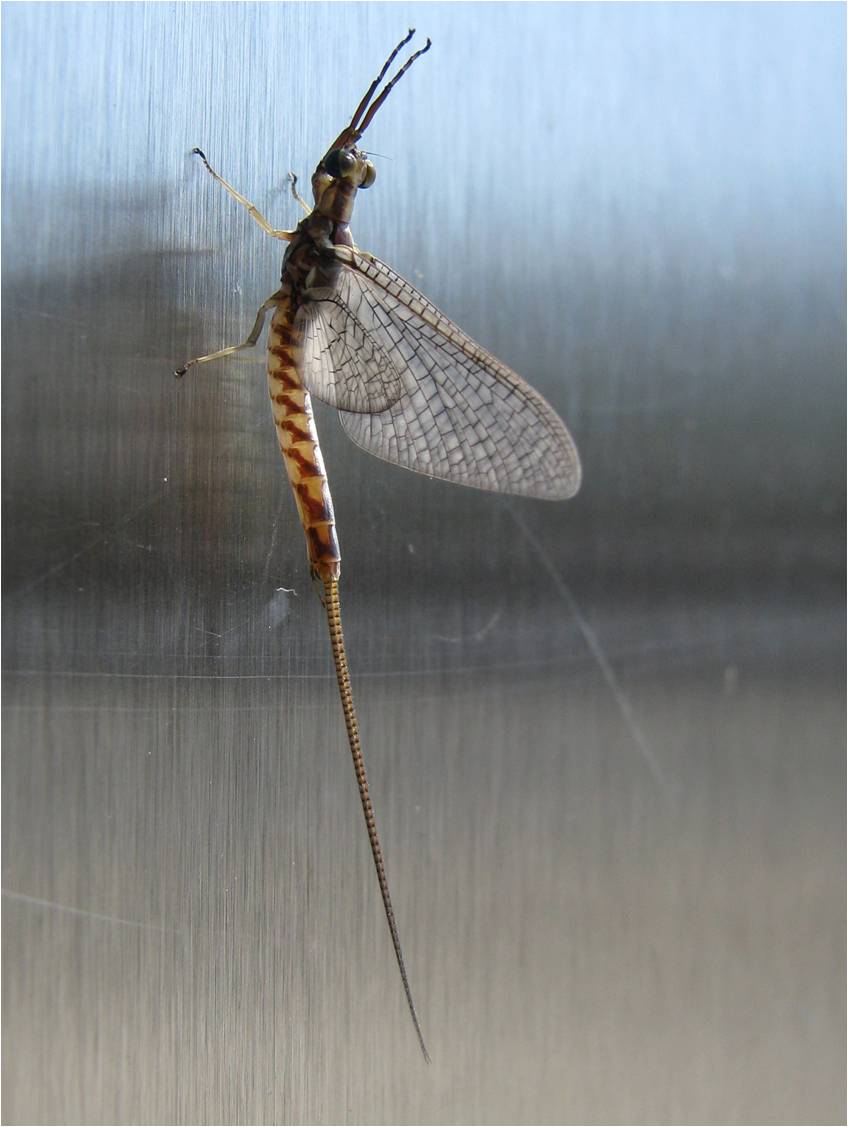 Beasts in a Populous City: Summer Is Icumin In, Loudly Sing Fishfly!