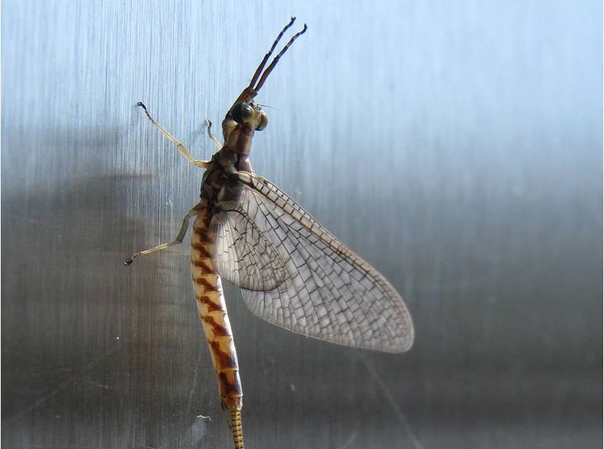 Beasts in a Populous City: Summer Is Icumin In, Loudly Sing Fishfly!