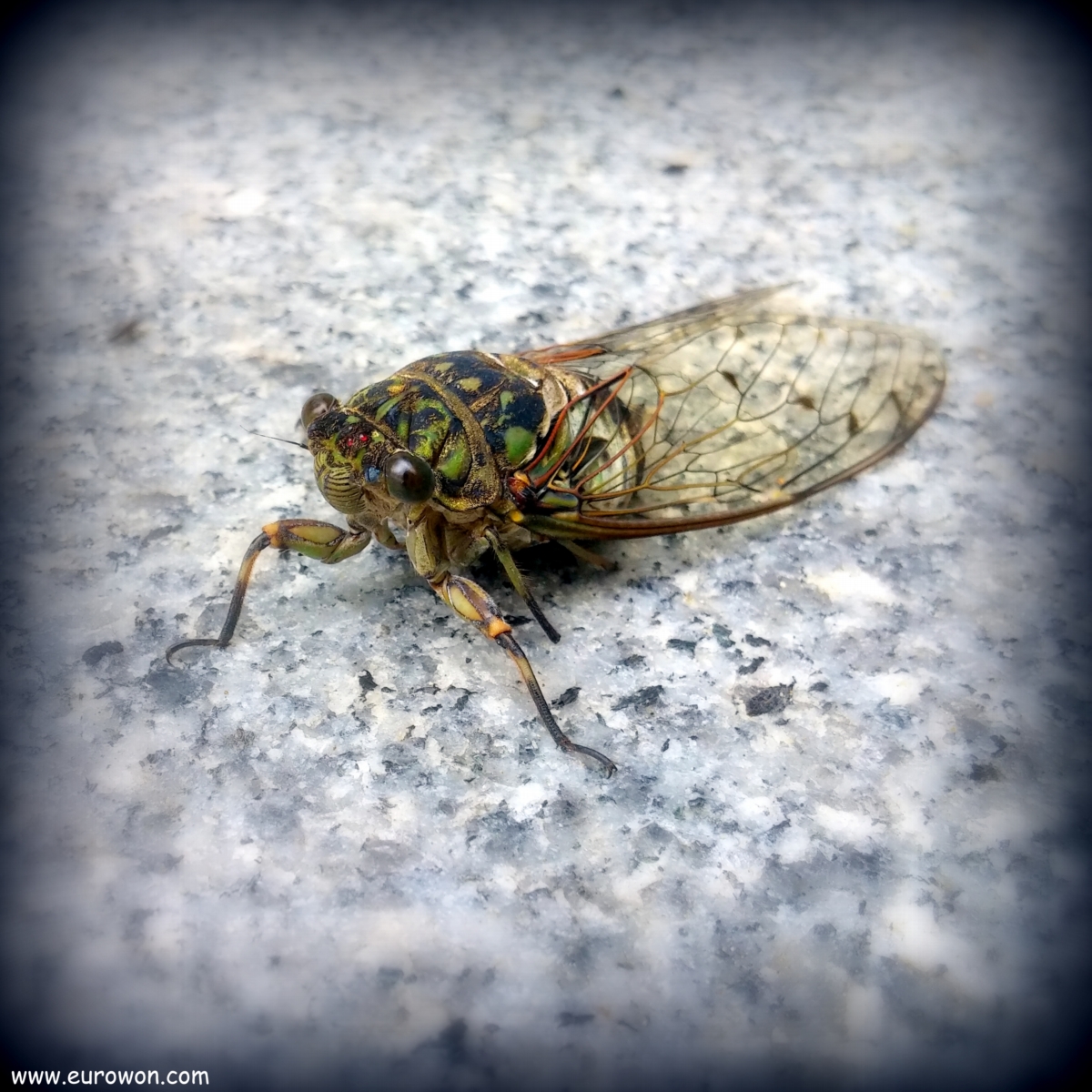 Cigarras coreanas: larva, crisálida, ruido infernal y bicho muerto ...