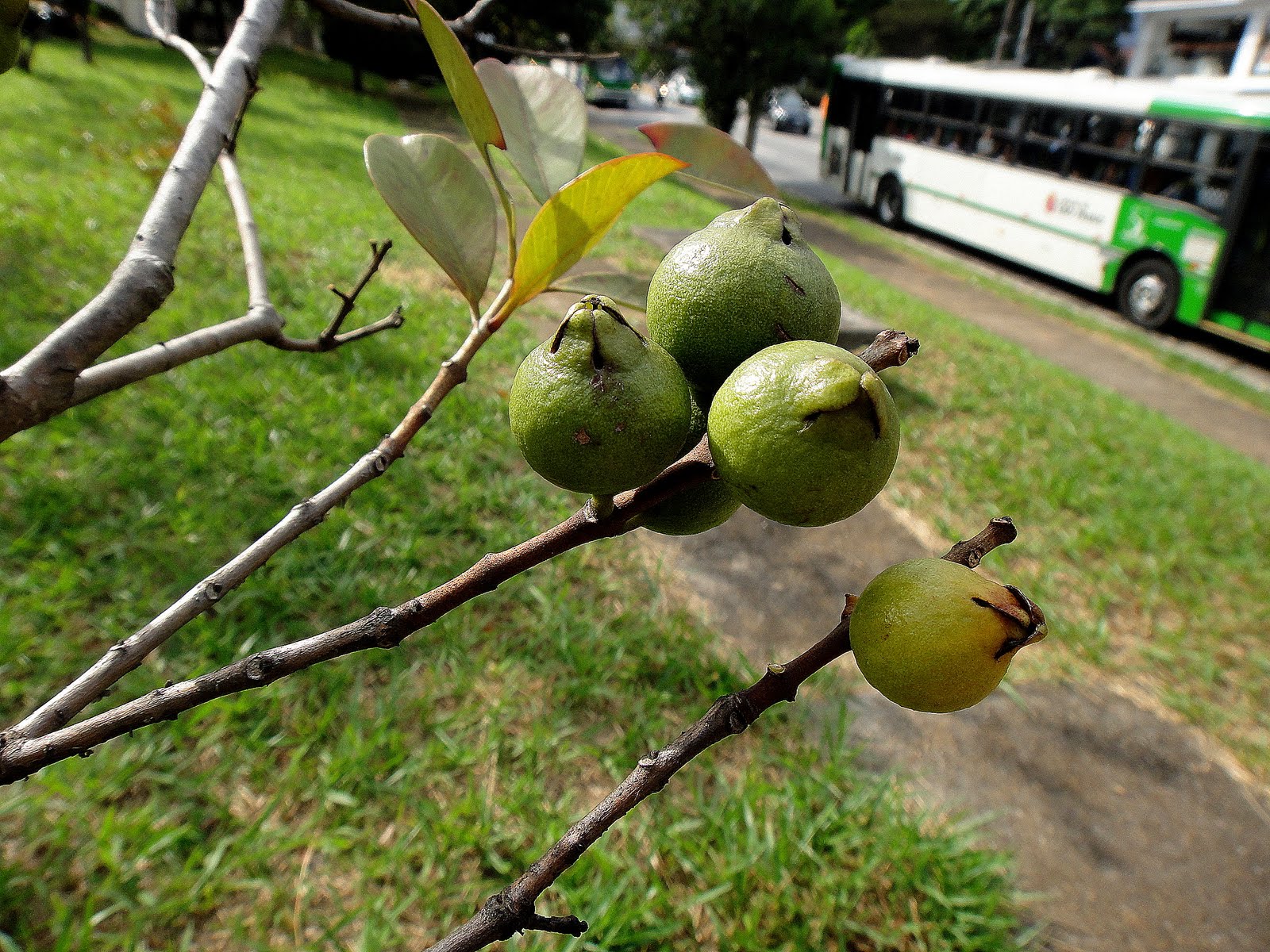 come-se: Araçá urbano amarelo