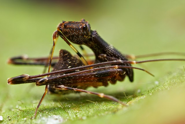 Beetle Boy's BioBlog: Top 5 Strangest Spiders