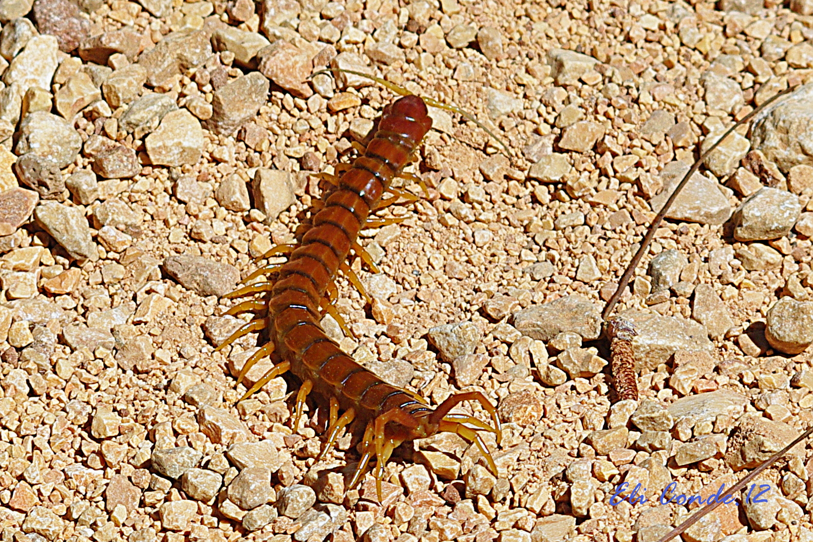 Con ojos curiosos en Rep.Dominicana: cienpies de 12 pulgadas,30 ctms ...