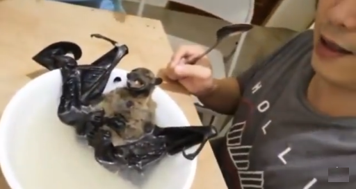 Footage shows two Filipino eating a whole bat despite coronavirus link ...