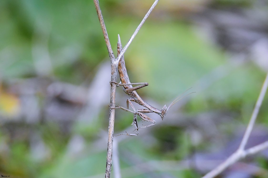 Objetivo: Naturaleza Viva: Mantis saltadora (Apteromantis aptera)
