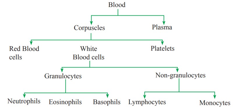 Biology: Blood circulation