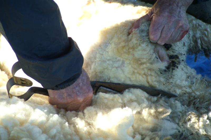 Woolshed 1: Sheep Husbandry - blade shearing method