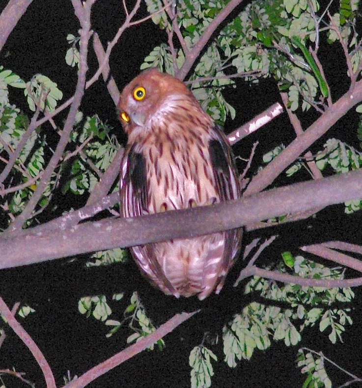 A Birder in The Philippines: Philippine Eagle-Owl, Quezon City - 14 Jan ...
