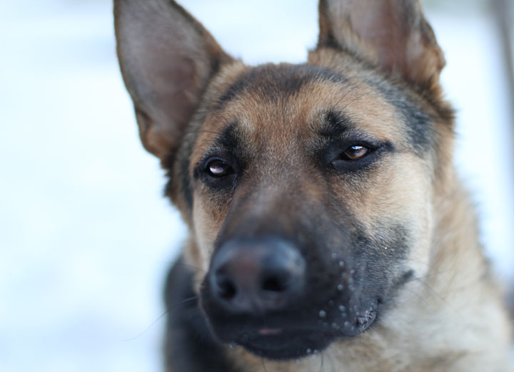 Max - German Shepherd