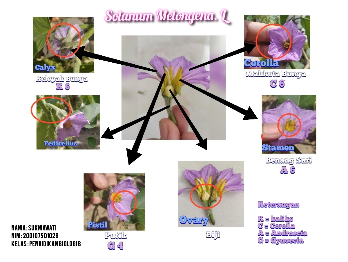 Morfologi Bunga Terong Solanum melongena.L