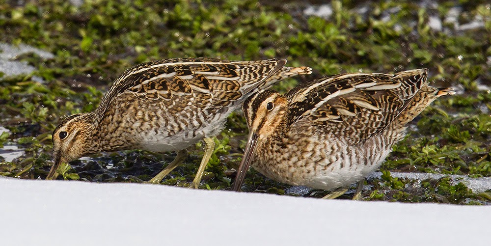 Birding with Buckley: Probable Common Snipe