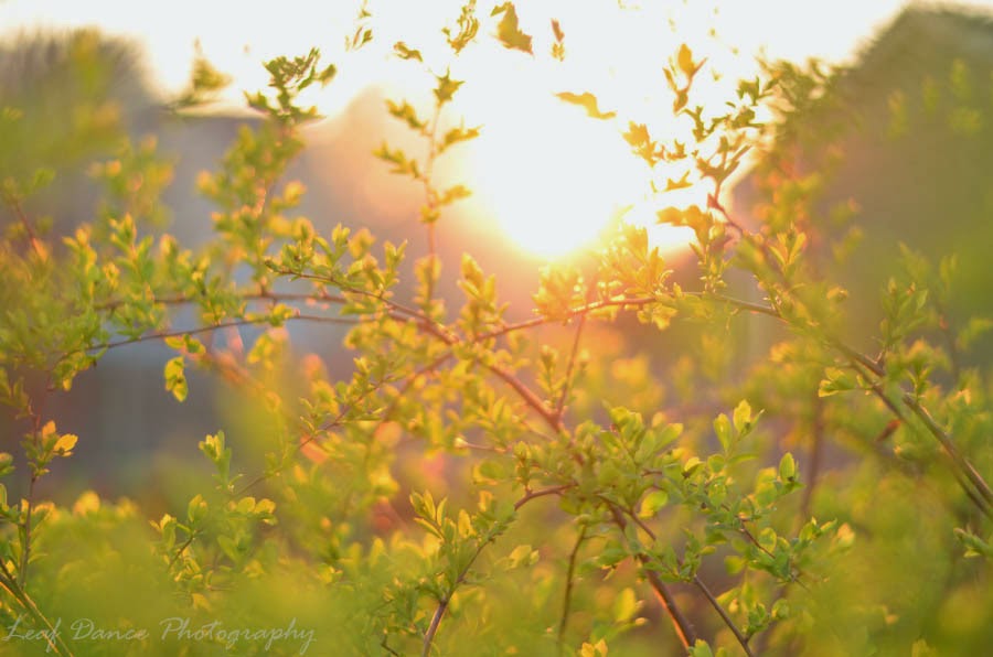 Leaf Dance Photography: This is the Feel of Spring // In Evening Light
