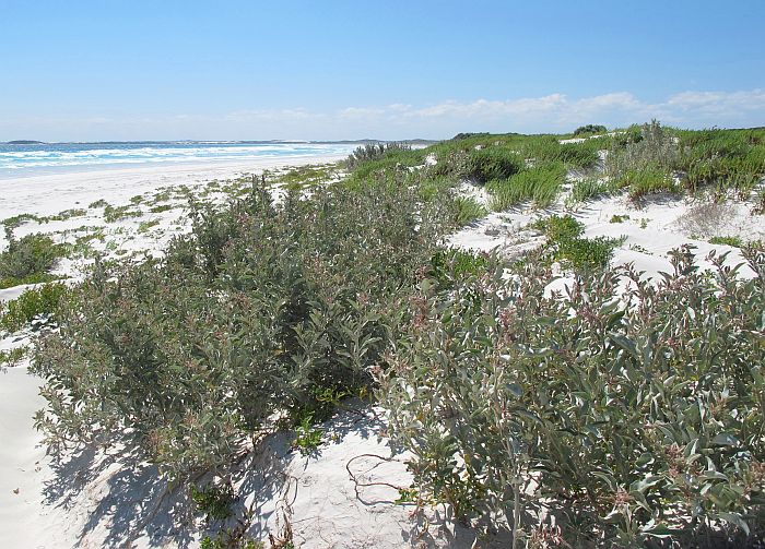 Esperance Wildflowers: Atriplex isatidea - Coast Saltbush