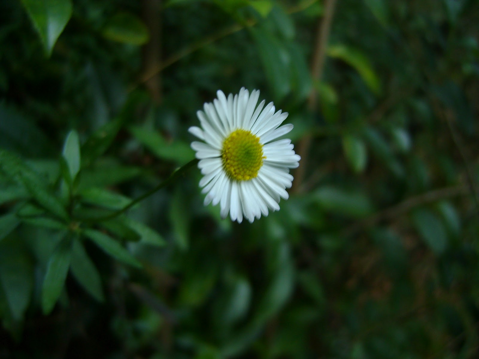photomania: LITTLE FLOWER
