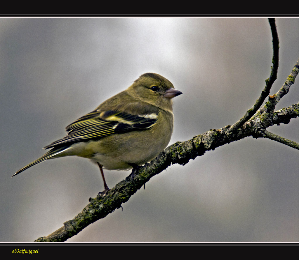 Miguel fotografia: Pinzón (Fringilla coelebs)