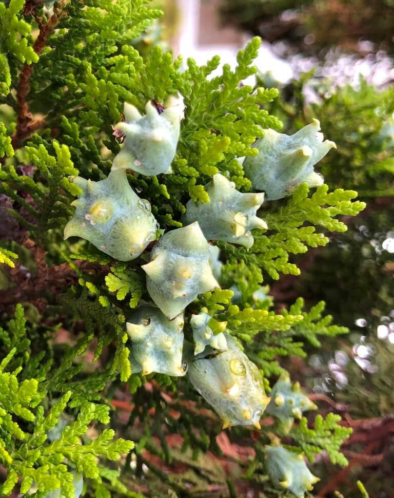 DIVAGAR SOBRE TUDO UM POUCO - Poemas, Flores, Pinturas, Férias: 🌳 Tuia ...