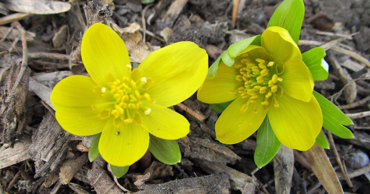 Garden Fancy: March is here!