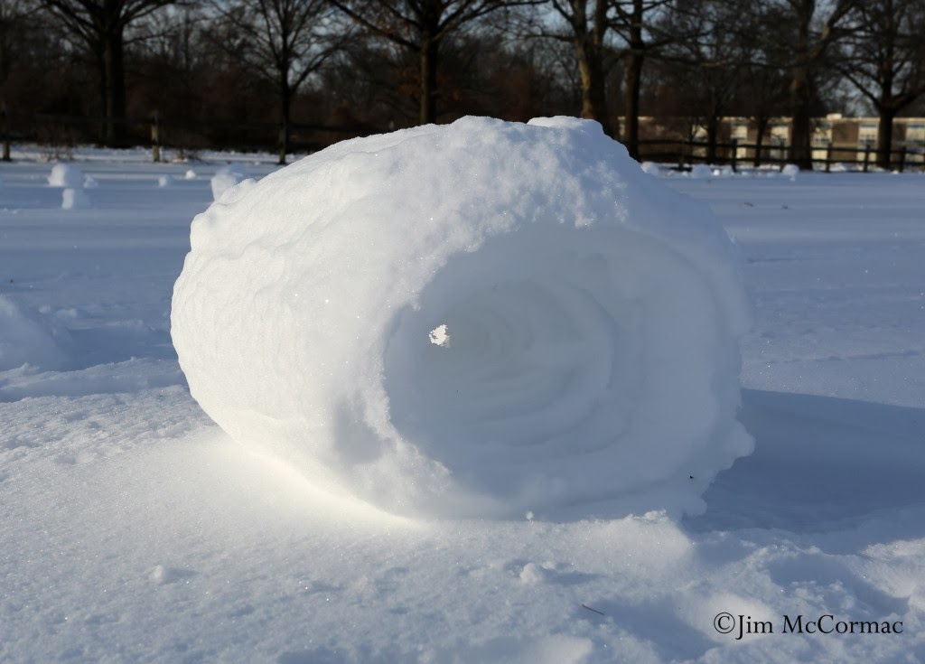 Ohio Birds and Biodiversity: Snow Rollers! Snow Rollers!