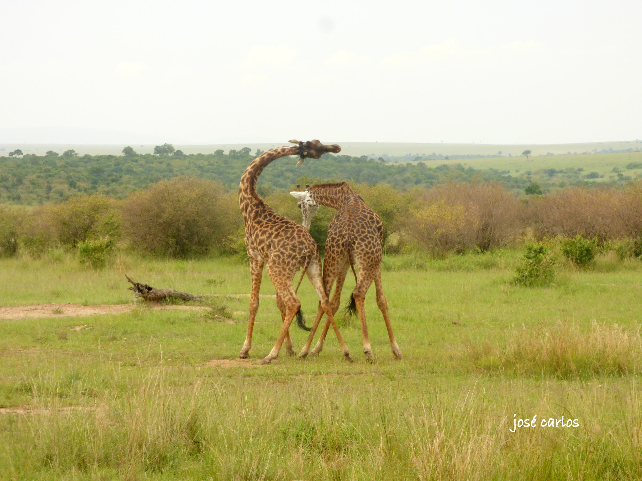 UN MUNDO SIN HUMANOS