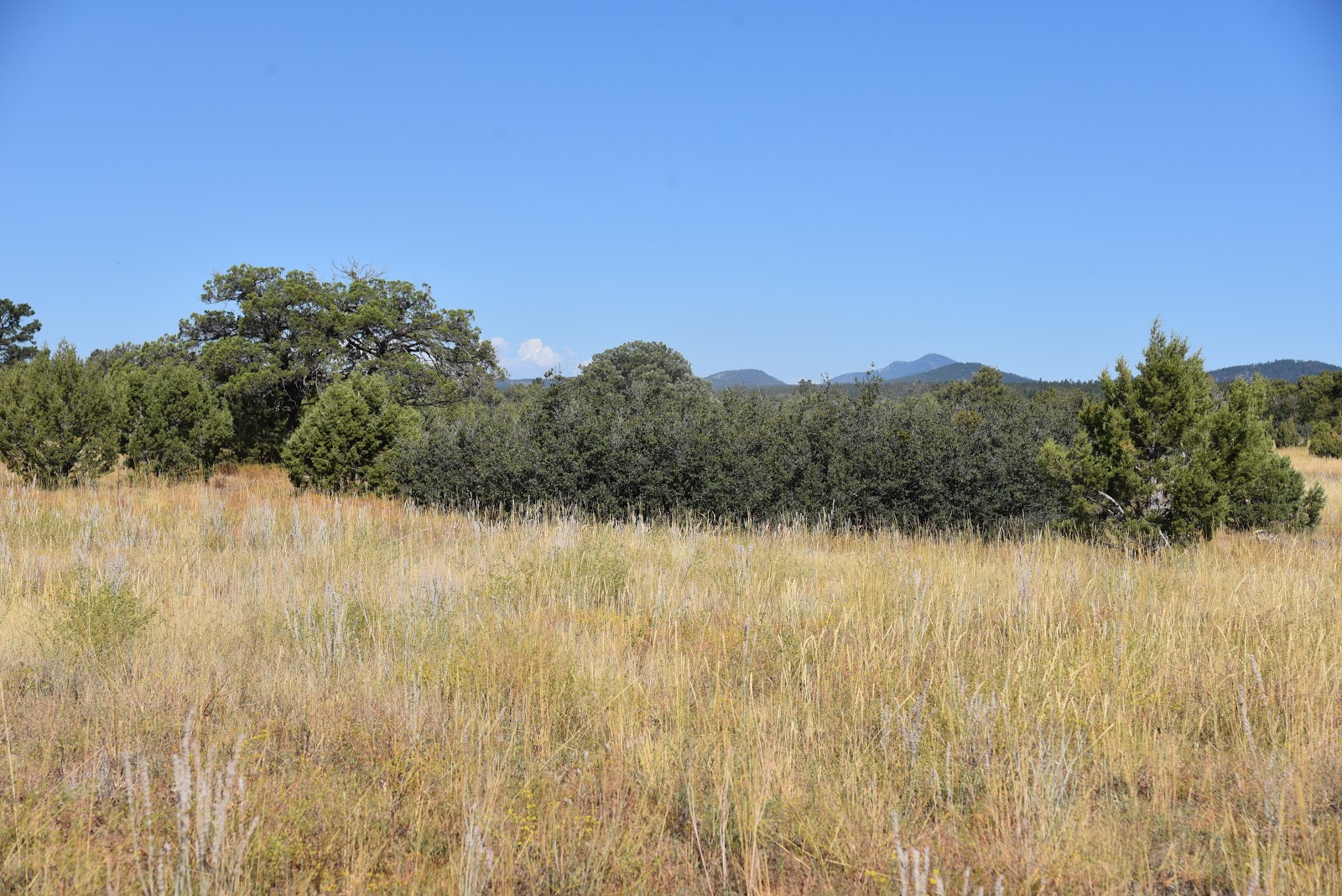 Arizona Hiking: SYCAMORE POINT TRAIL