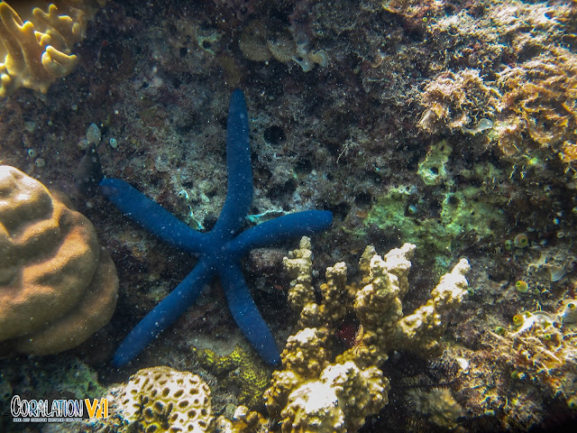 #3 Diver corner : Macrobenthos identification methods