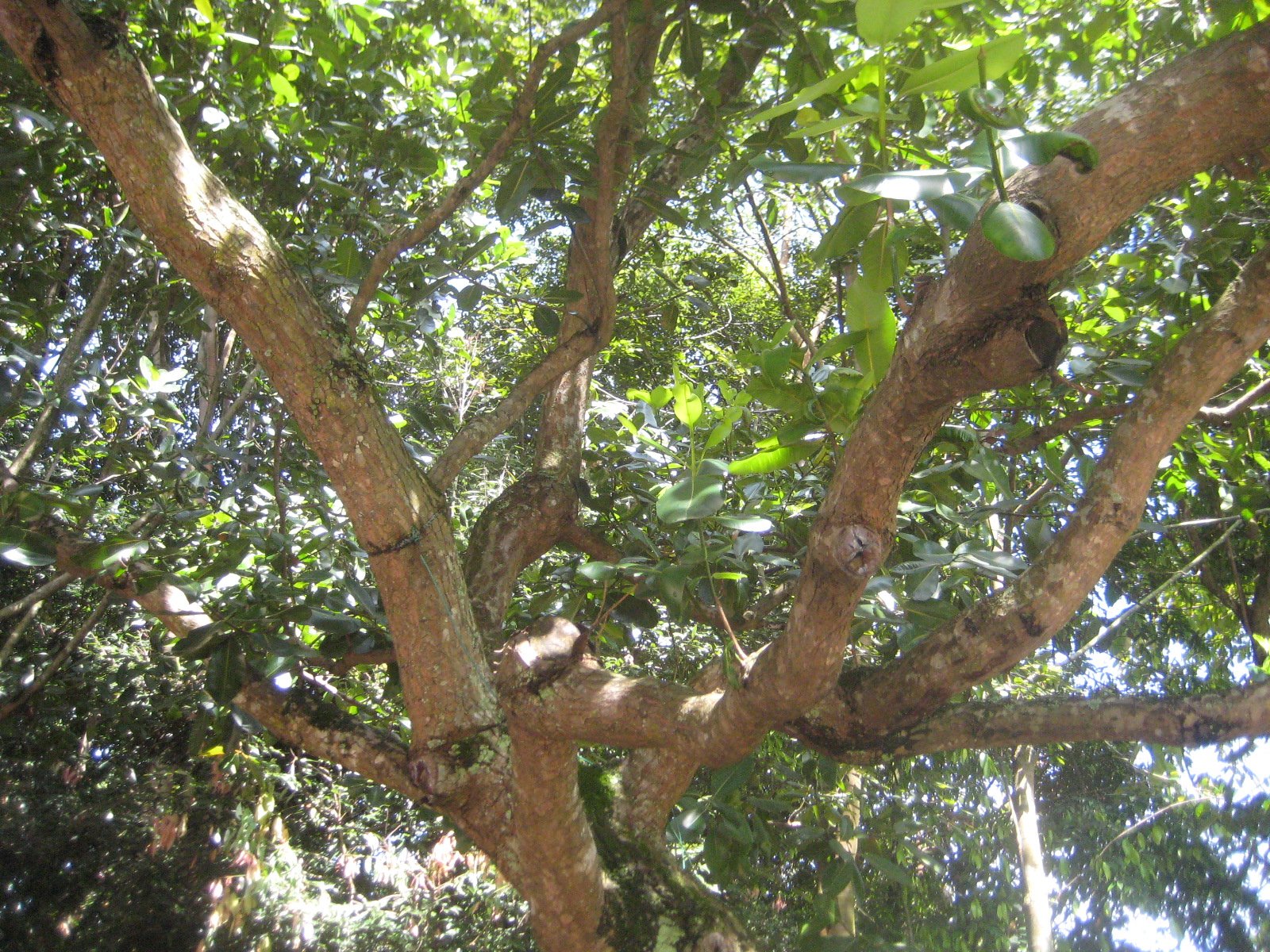 Tropical Trees and Plants: POKOK PENAGA