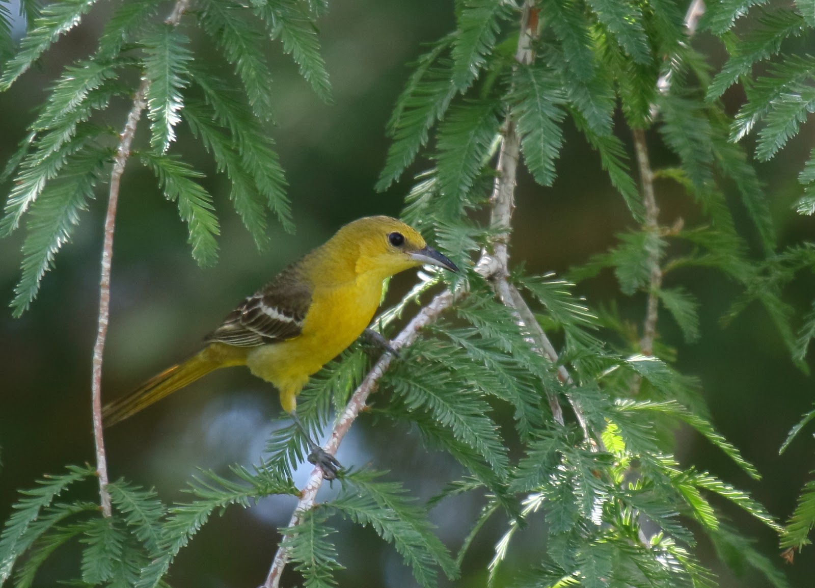 Female Hooded Oriole in Borrego Springs - Greg in San Diego