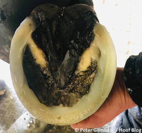 Fran Jurga`s Hoofcare + Lameness: The Olympic Hoof Explained: Swedish ...