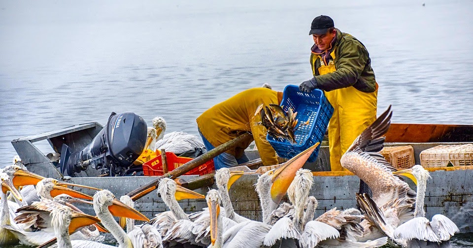 Environmental Consequences of Fishing Practices - Africa Green Magazine