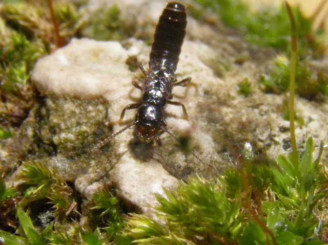 Naturaleza Viva : Zorapterans (Orden: Zoraptera)