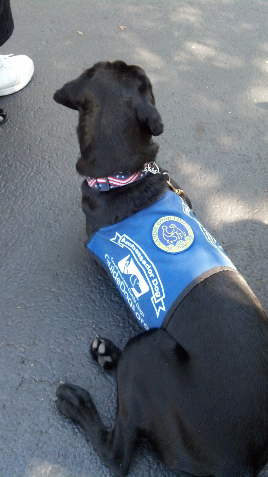 Puppy Tales of a Southeastern Guide Dogs Puppy Puppy Tales of a Southeastern Guide Dogs Puppy