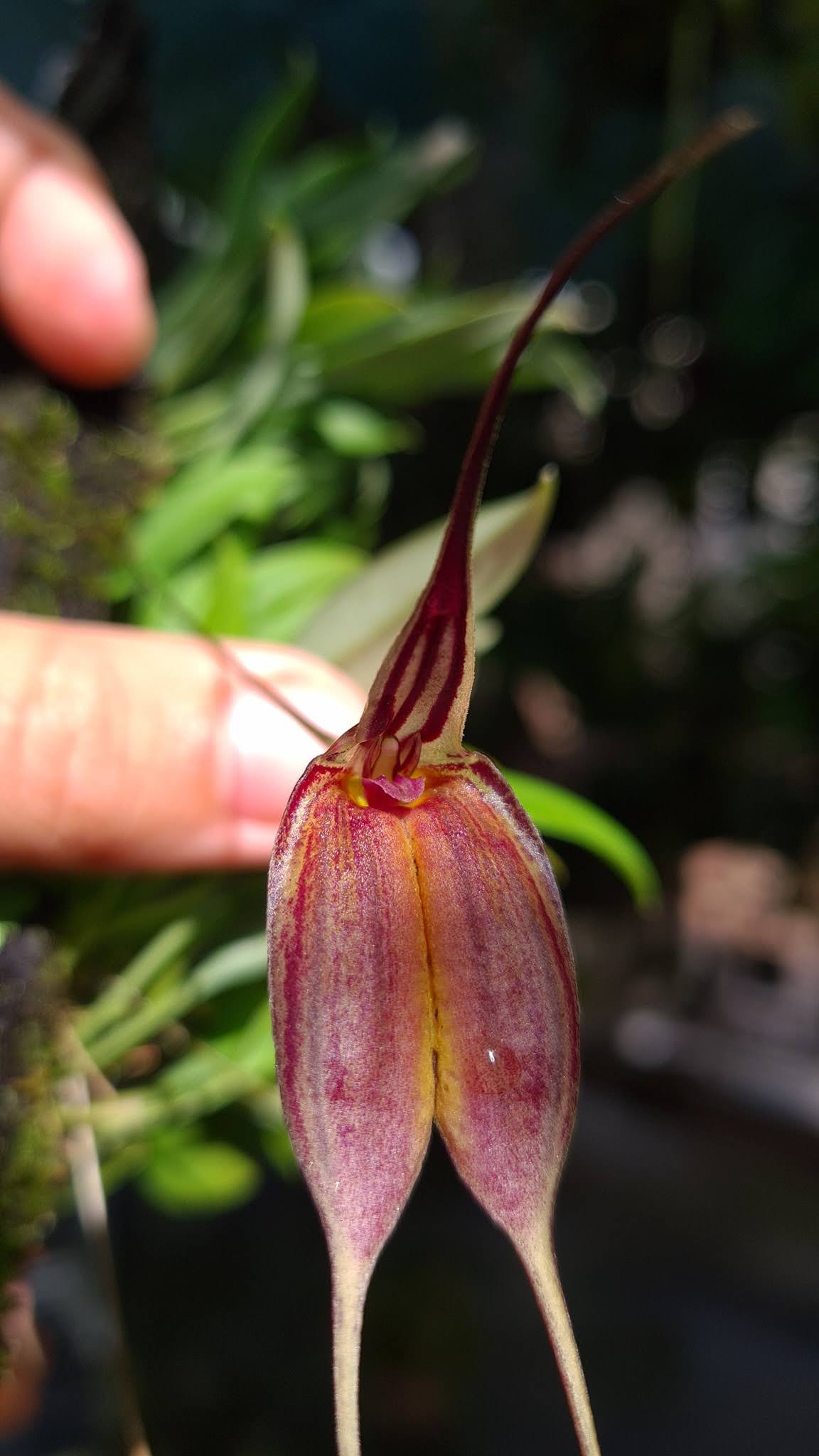 Masdevallia patula Luer & Malo