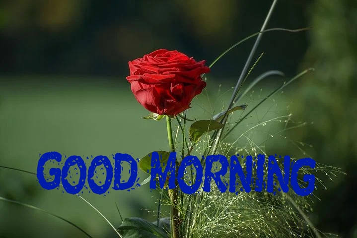 Top 10 Good Morning Ji Images greeting Pictures,Photos for Whatsapp ...