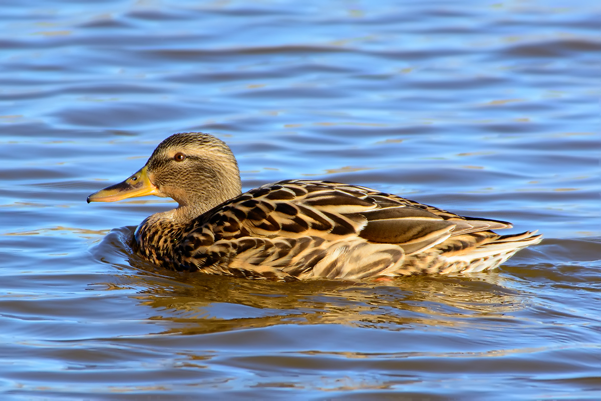 El Archivo Natural Fotográfico de Carlos Capitán Romero: Ánade azulón ...