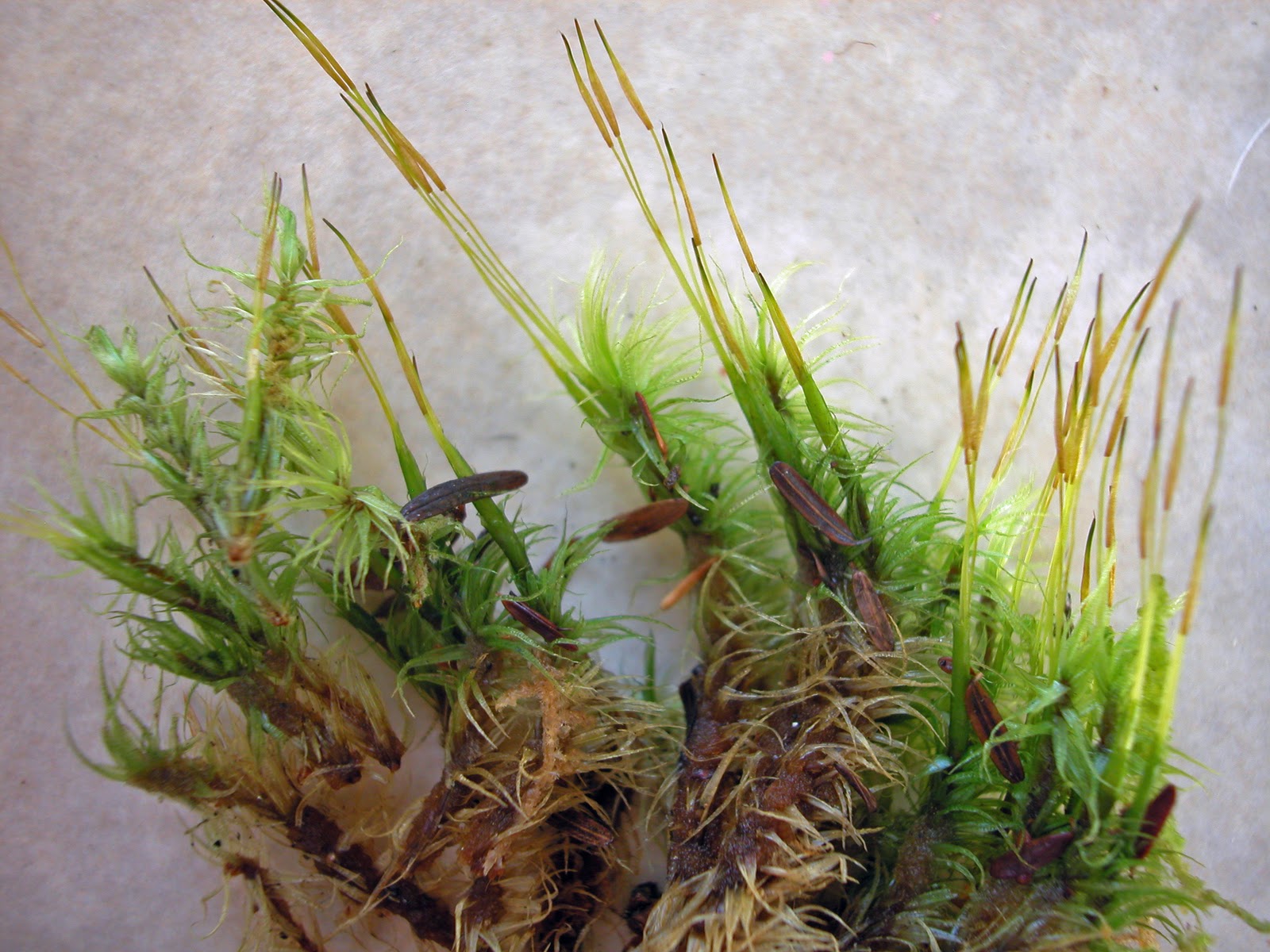 Moss Notes: Dicranums