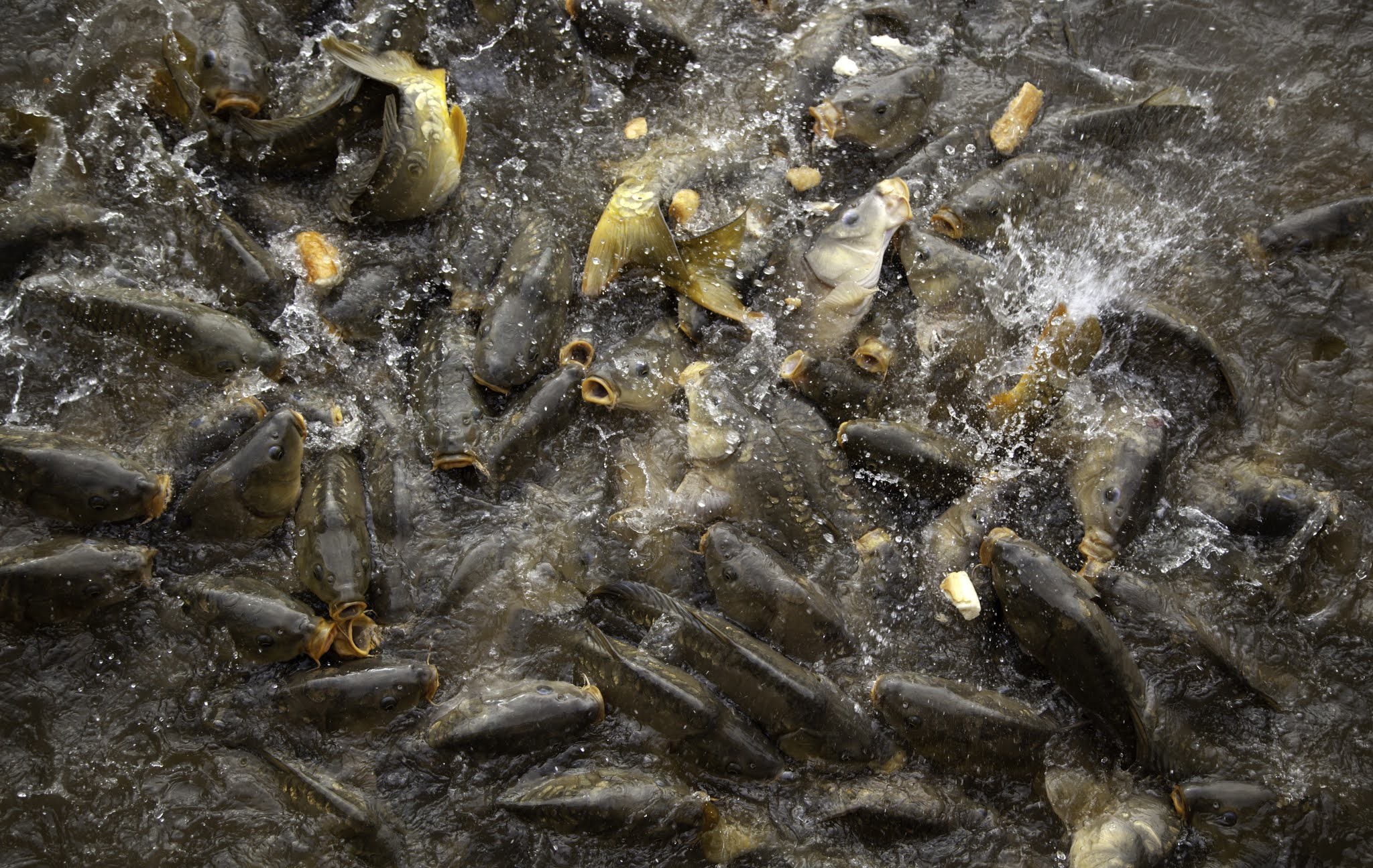 Stocking of common carp fish seeds in fish ponds - fish-hobbyist