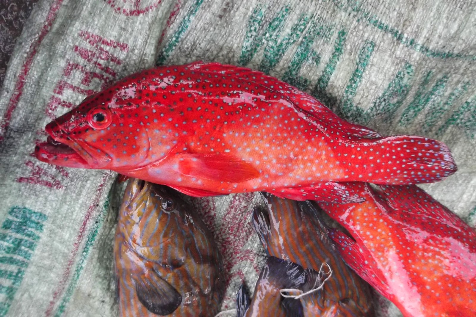 NEGOMBO SEAFOODS: RED KOSSA