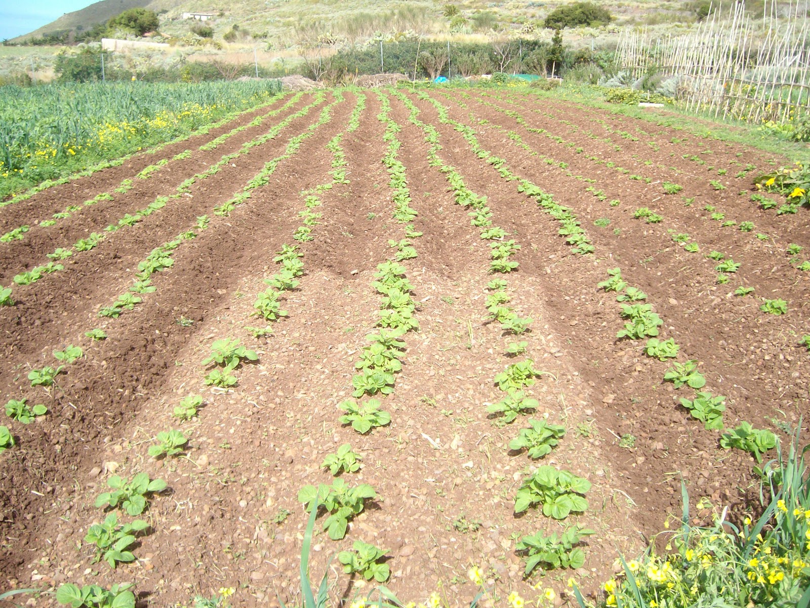 Finca Ecológica el Pilón: Cosas del día a día en la Finca el Pilón.