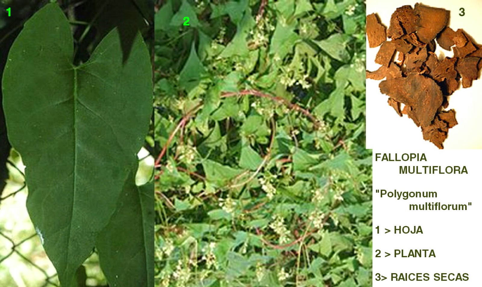 ATRAE VIDA Y SALUD INTEGRAL