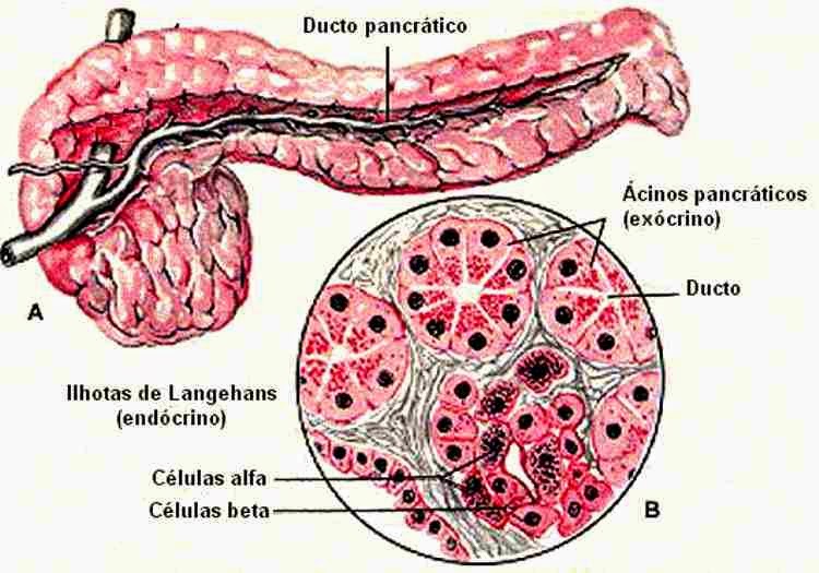 Orgánulos Celulares : CELULAS DEL PANCREAS