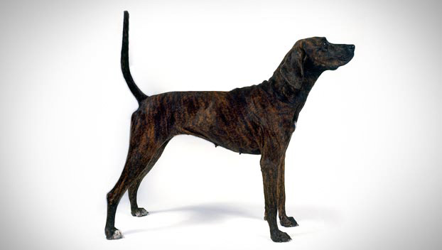 Everything about your Plott - Luv My Dogs