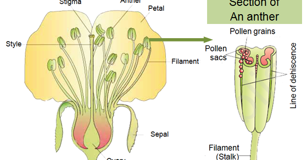 Welcome to the Living World: Sexual Reproduction in Flowering Plants ...