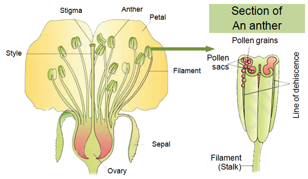 Sexual Reproduction in Flowering Plants - Notes | Class 12 | Part 1 ...