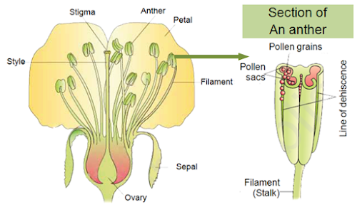 Sexual Reproduction in Flowering Plants - Notes | Class 12 | Part 1 ...
