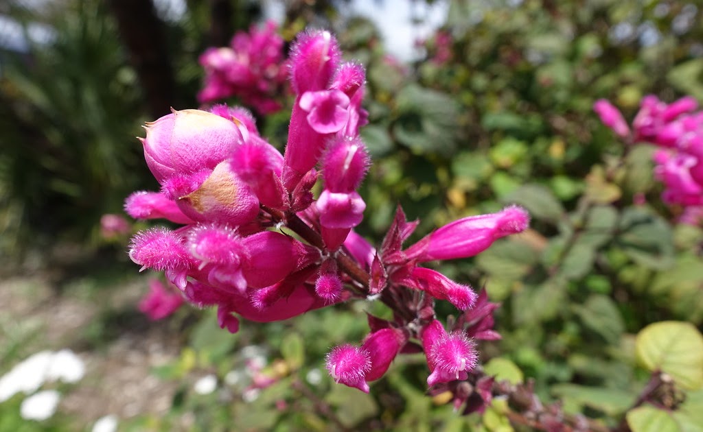 Salvia involucrata - Roseleaf sage care and culture | Travaldo's blog