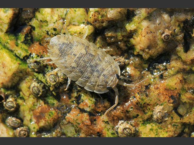 Pêche et Pêche: Ligia oceanica