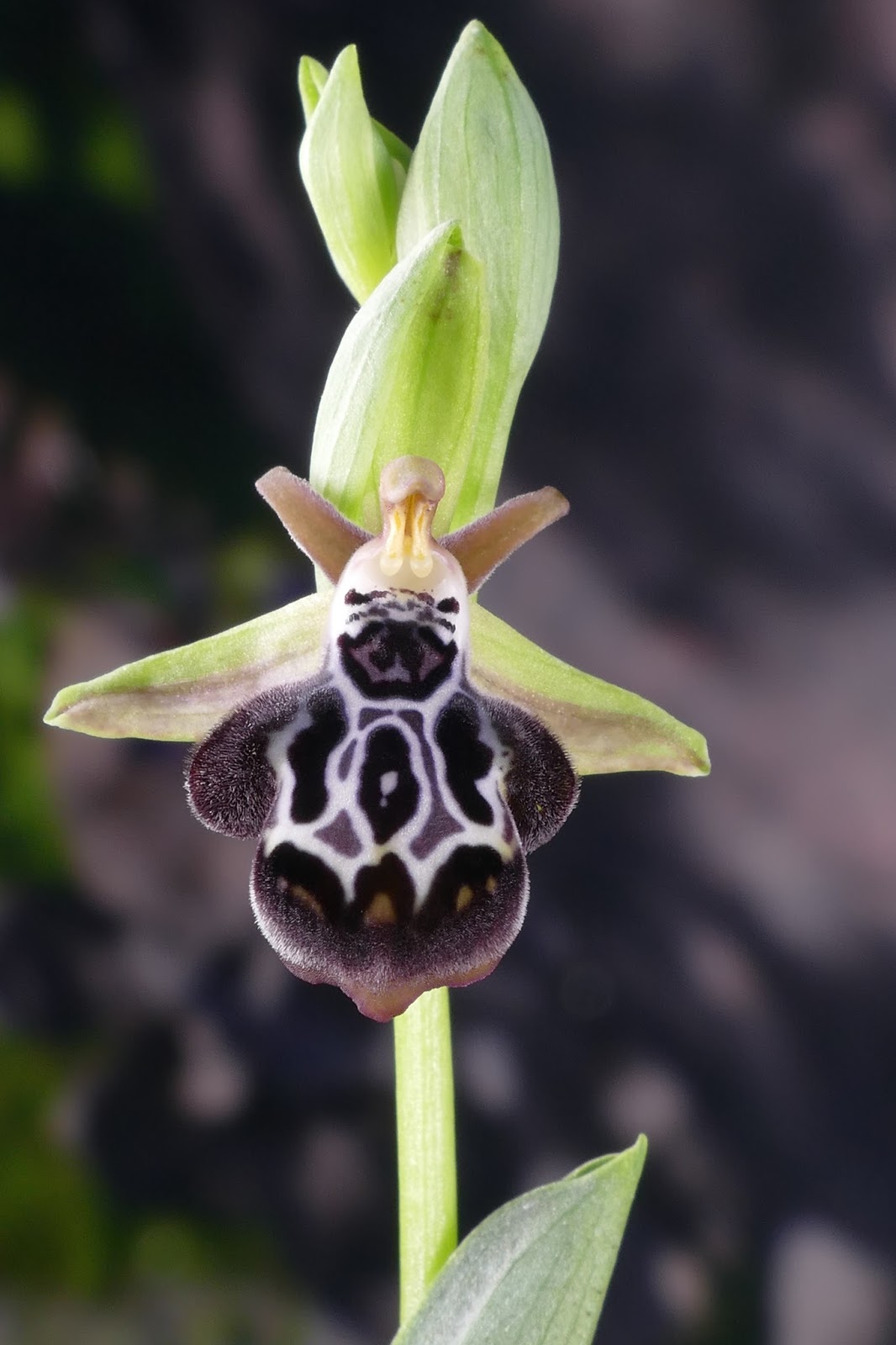 Ophrys i orchis w fotografi.: Ophrys cretica