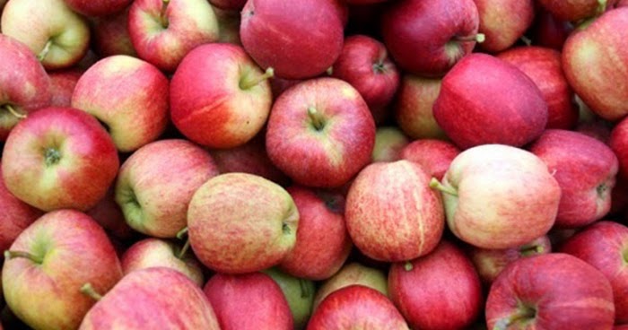 9 Jenis Apel Unggulan Dari Amerika - niadi.net