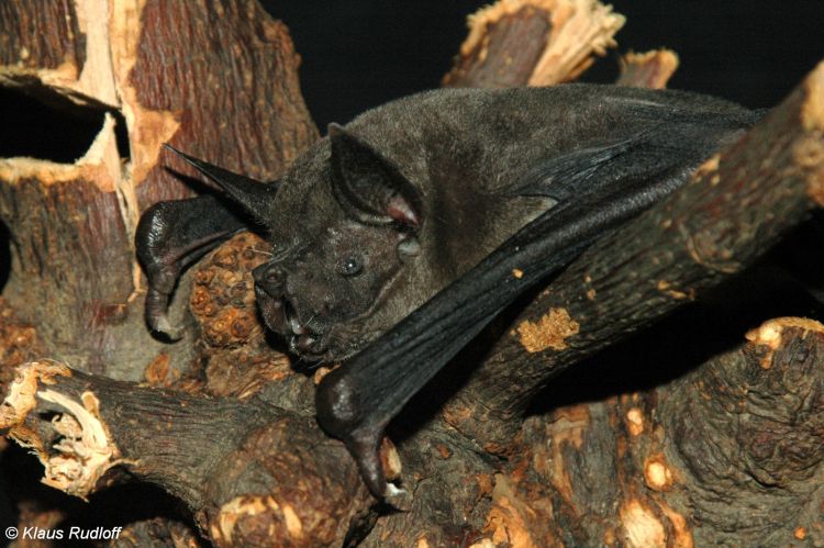 Bulldog Bat | The Most Dangerous Bats | The Wildlife