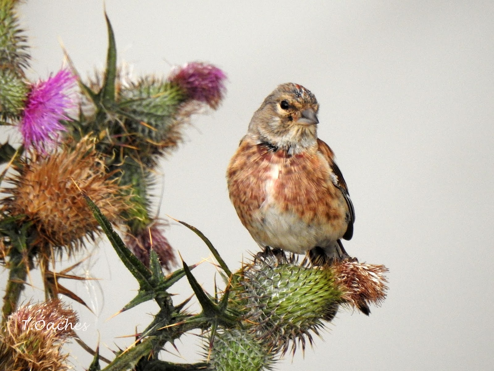 PASARI DIN ROMANIA: CANEPAR (Pietrusel), Linaria cannabina