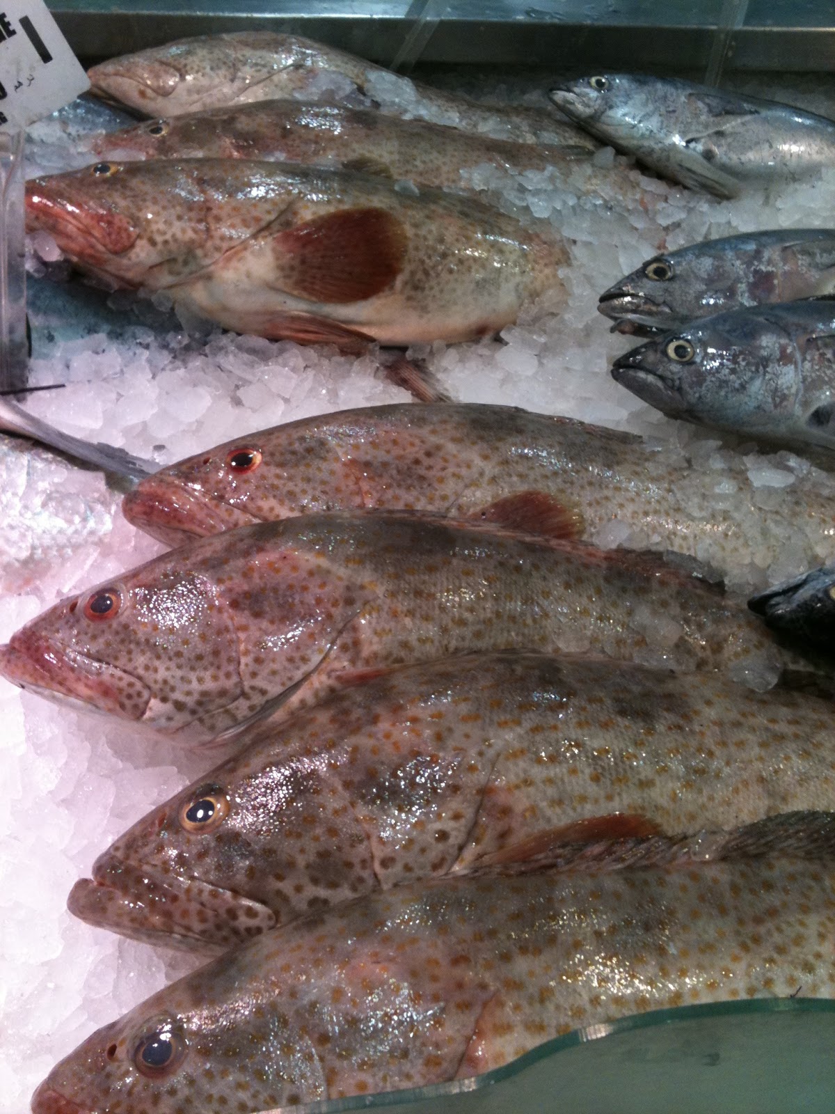 Hammour, Mon Amour: Fish (en)Counters in Abu Dhabi - Aesthetic Dalliances
